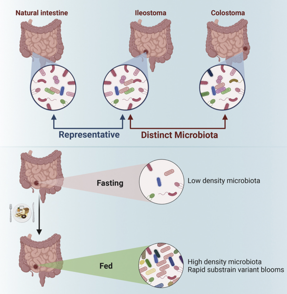 Mucosal Immunology - Latest Research and News Mucosal Immunology - Bern ...