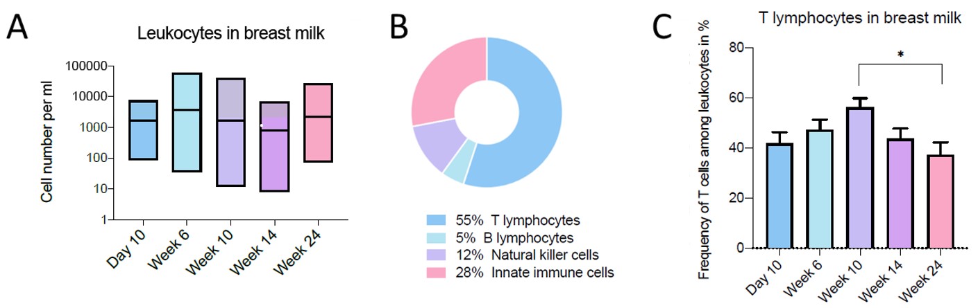 BeBiCo | Mucosal Immunology